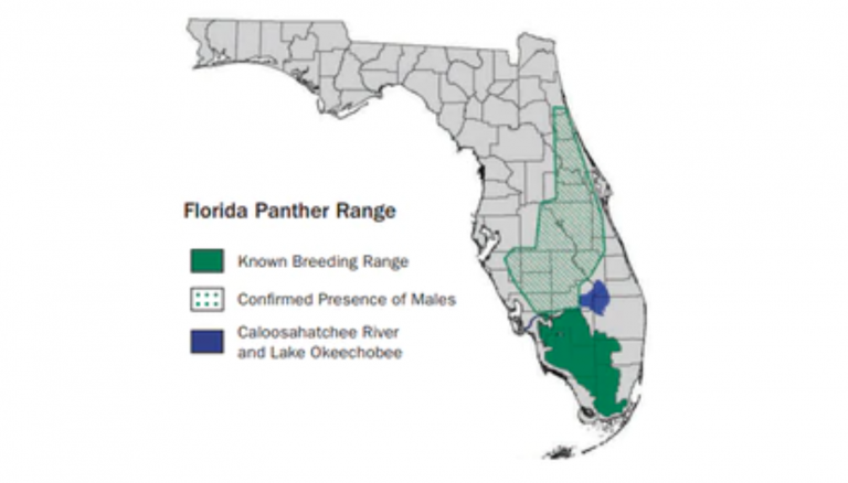 70% of Recorded Florida Panther Deaths in 2021 Have Been Caused by ...