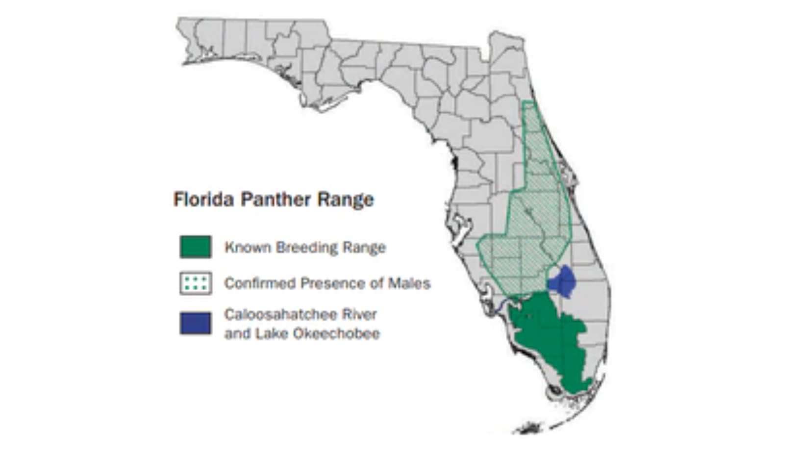 70% of Recorded Florida Panther Deaths in 2021 Have Been Caused by ...