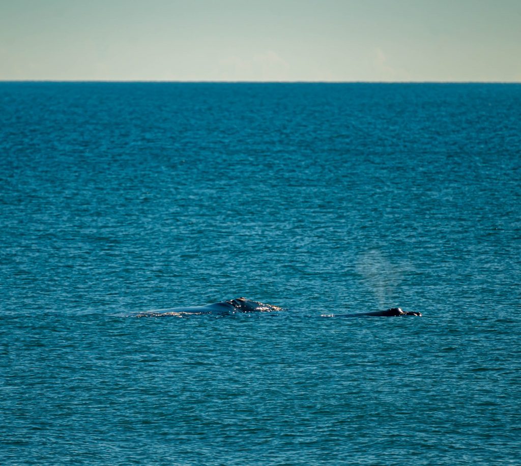 Right Whale Pair Make Appearance in Flagler Beach - AskFlagler