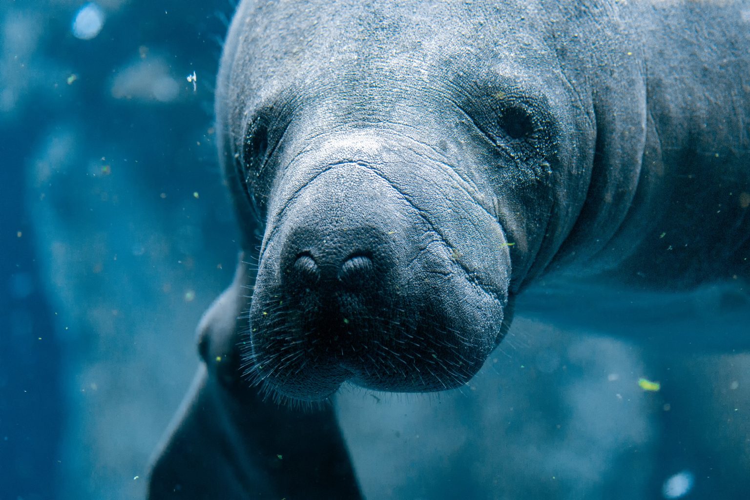 Boats the Leading Cause of Unnatural Manatee Death, Per Florida Fish ...