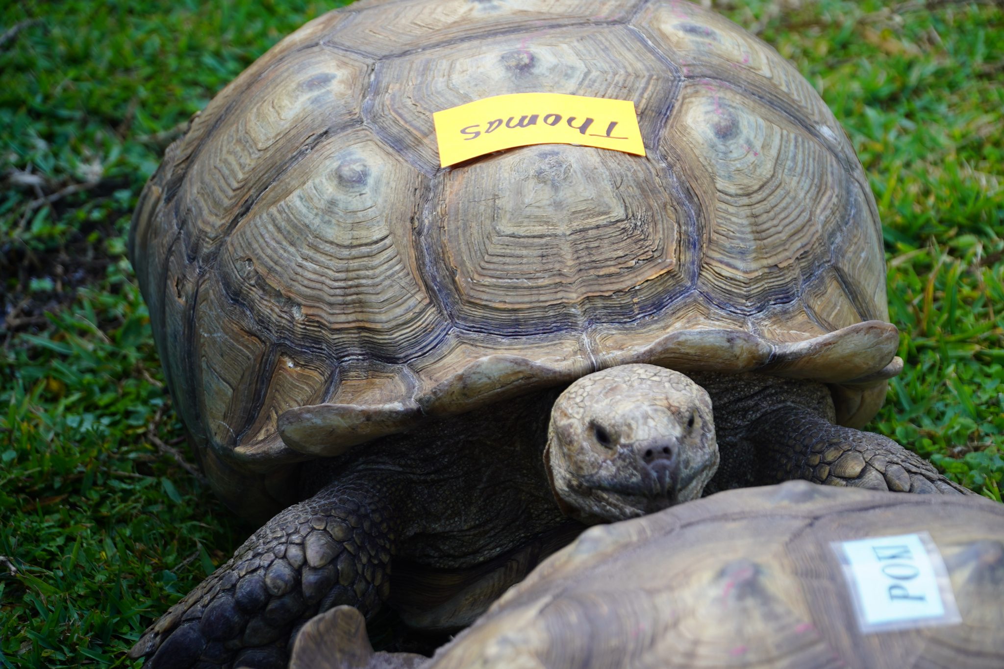 Gallery: 15th Annual Turtle Fest in Flagler Beach - AskFlagler