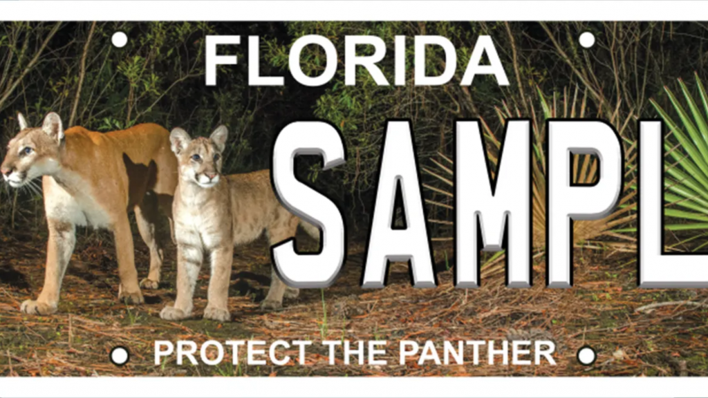 New 'Protect the Panther' Florida License Plate Now Available - AskFlagler