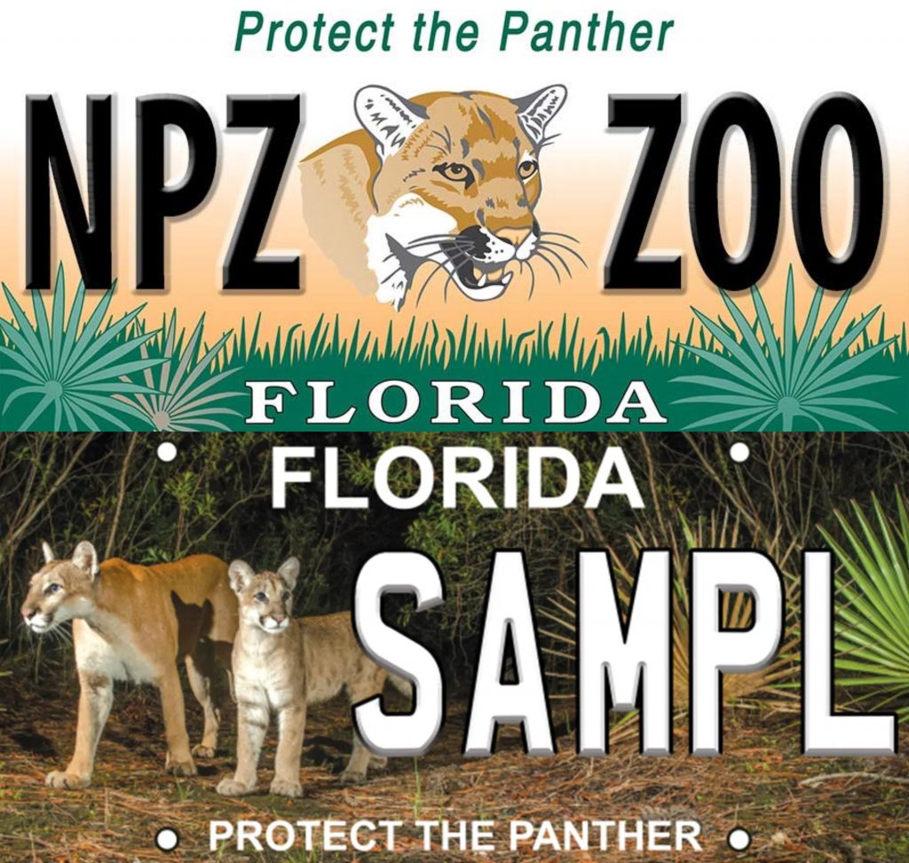 New 'Protect the Panther' Florida License Plate Now Available - AskFlagler