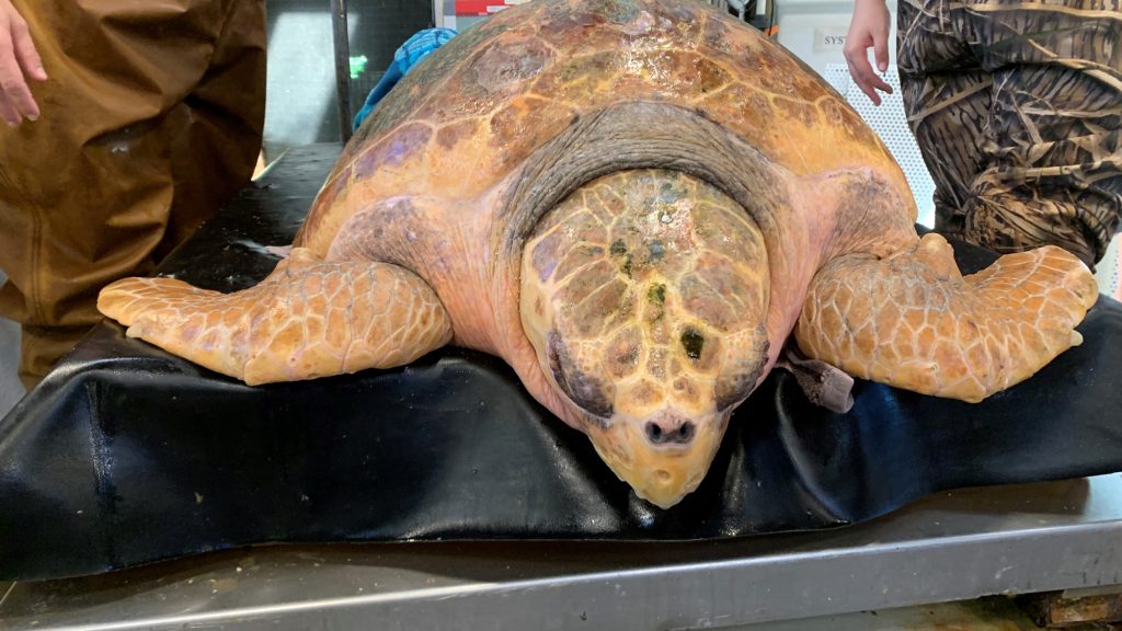 'Pepper Jack' the Sea Turtle to be Released in Ponce Inlet Thursday ...