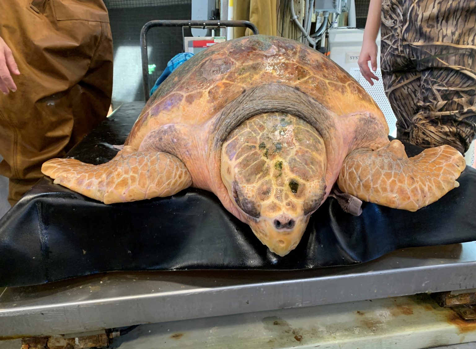 'Pepper Jack' the Sea Turtle to be Released in Ponce Inlet Thursday ...