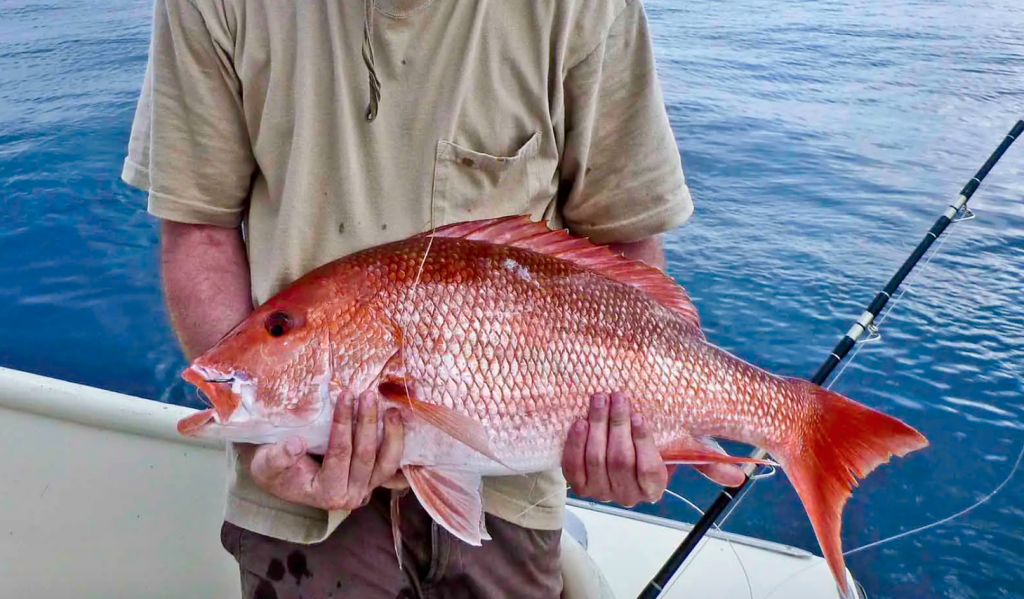 Florida's 2025 Gulf Red Snapper Season Will Be Record-Breaking 126 Days ...